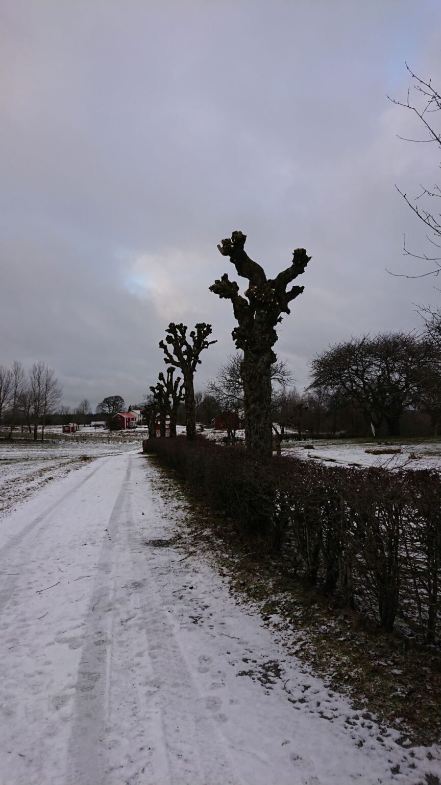 Droppslang - spara vatten - FOR - Fritidsodlingens riksorganisation