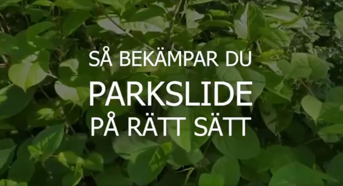 Så bekämpar du parkslide - FOR - Fritidsodlingens riksorganisation