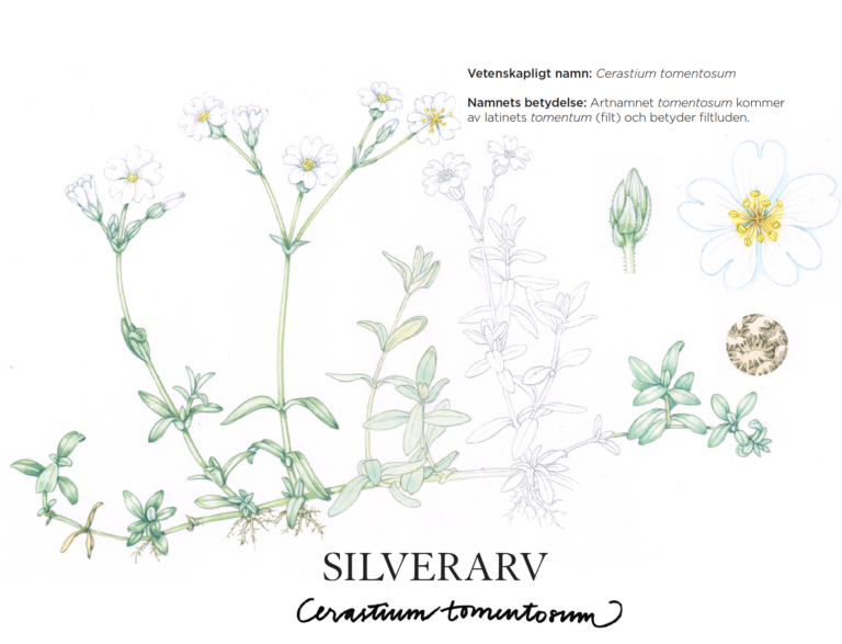 Silverarv - FOR - Fritidsodlingens riksorganisation