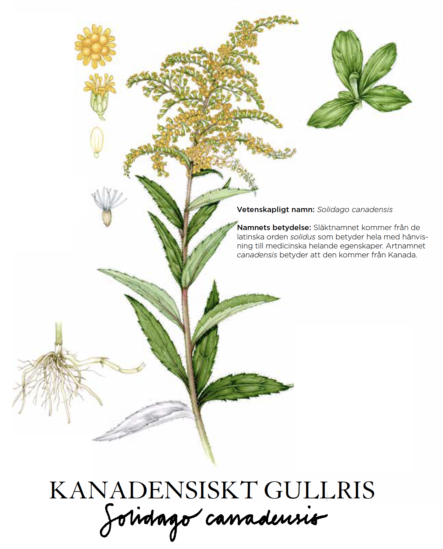 Kanadensiskt gullris - FOR - Fritidsodlingens riksorganisation