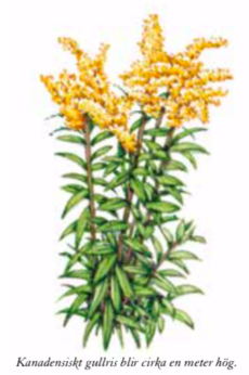 Kanadensiskt gullris - FOR - Fritidsodlingens riksorganisation