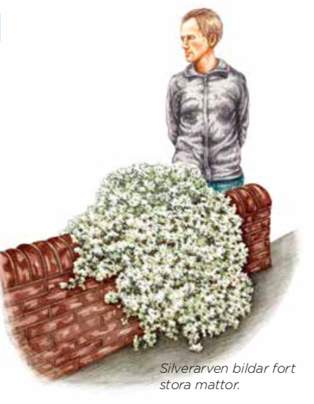 Silverarv - FOR - Fritidsodlingens riksorganisation