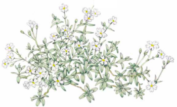 Silverarv - FOR - Fritidsodlingens riksorganisation