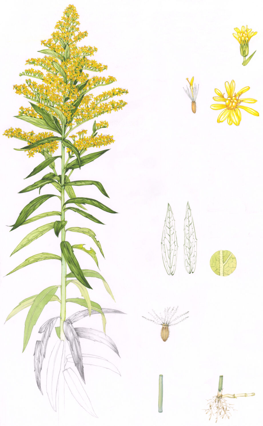 Höstgullris - FOR - Fritidsodlingens riksorganisation