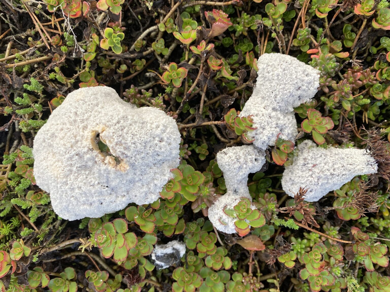 Skum på sedumtak - FOR - Fritidsodlingens riksorganisation