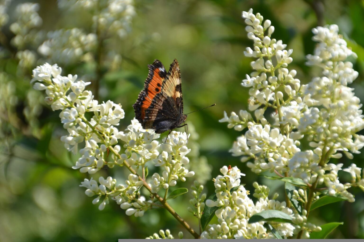 Hur blir syrenhäcken vacker igen? - FOR - Fritidsodlingens riksorganisation