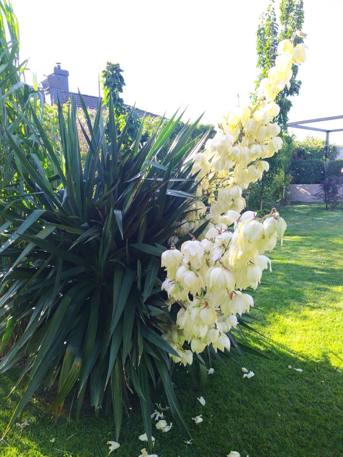 Beskära yuccapalm - FOR - Fritidsodlingens riksorganisation