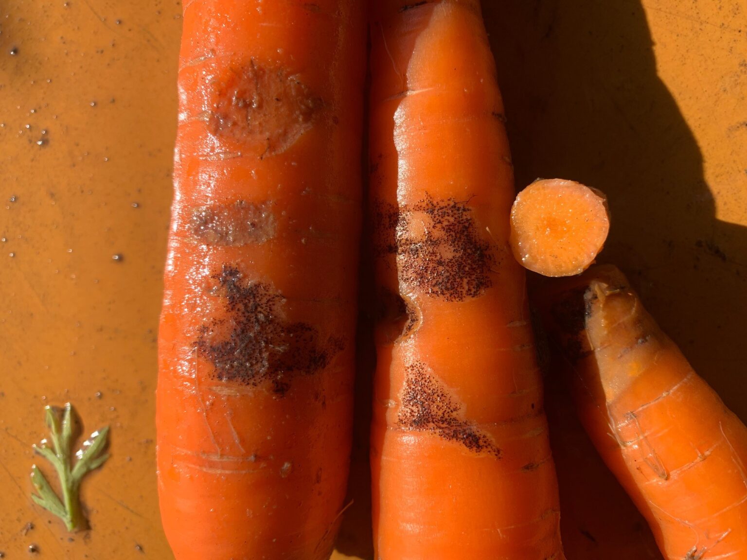 Fläckar på morot, vitbakterios - FOR - Fritidsodlingens riksorganisation