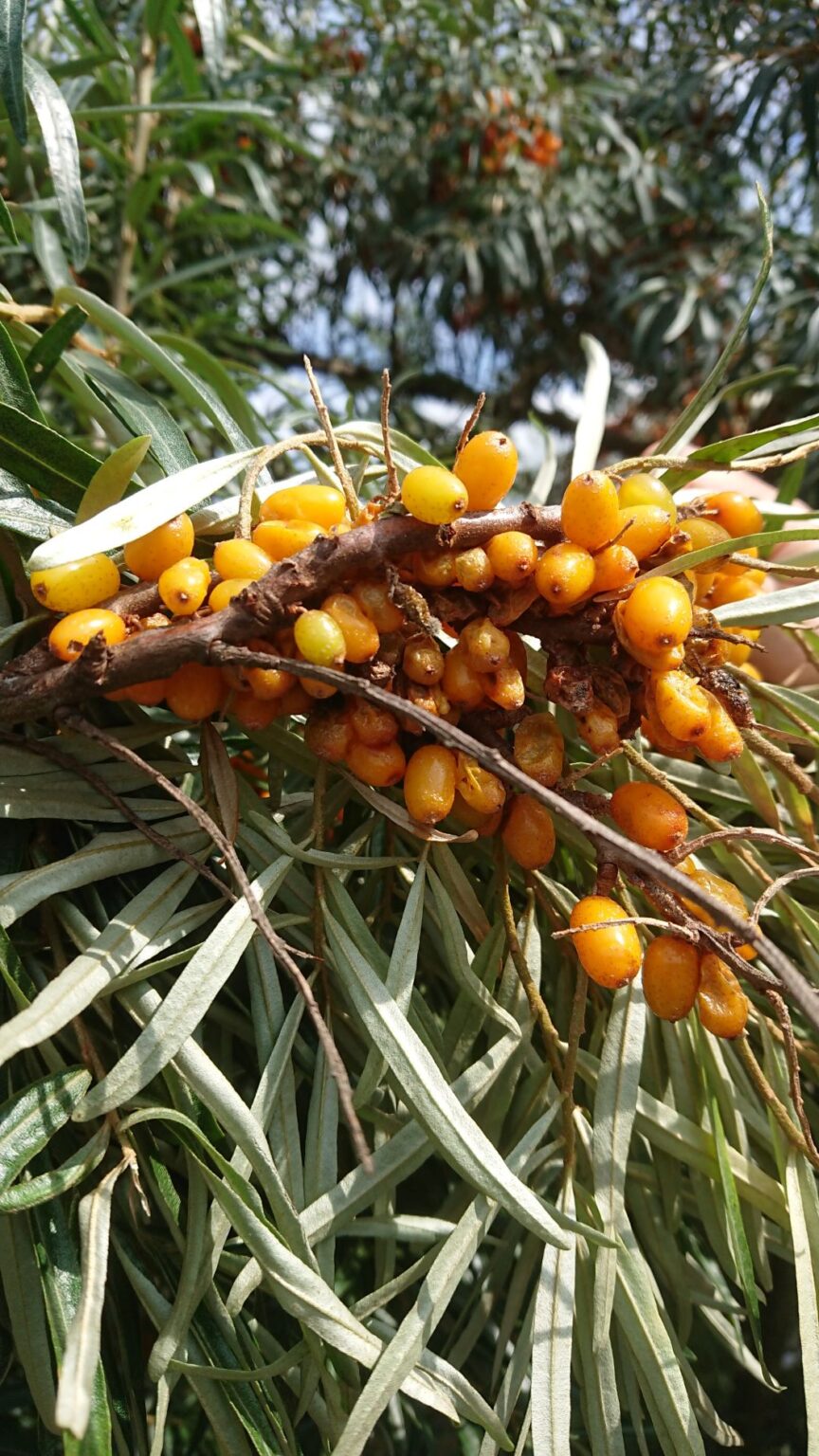 Undvika rotskott på havtorn - FOR - Fritidsodlingens riksorganisation