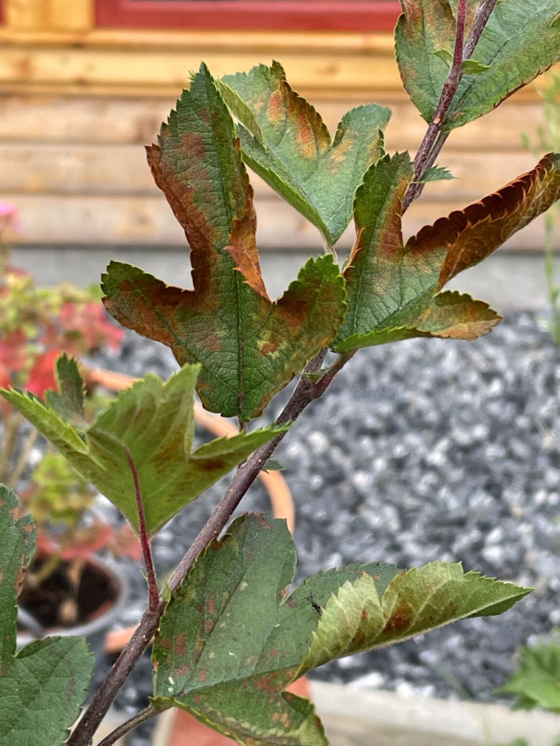 Torra blad på nysatt häck - FOR - Fritidsodlingens riksorganisation