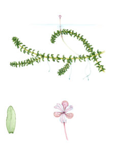 Vattenpest - FOR - Fritidsodlingens riksorganisation