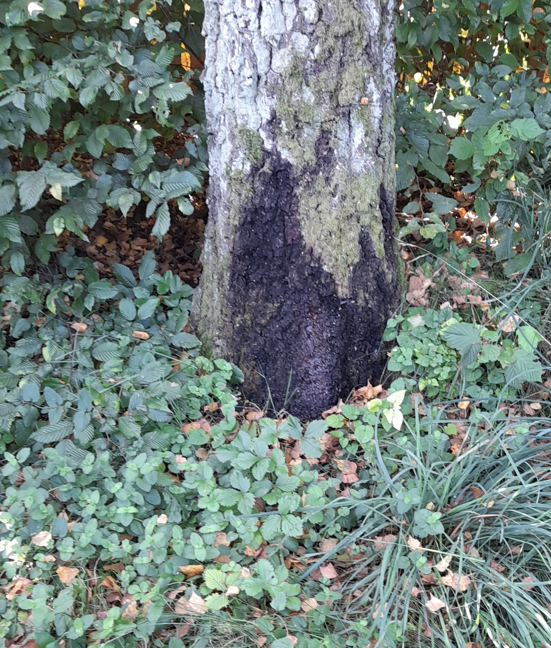 Björk läcker sav - FOR - Fritidsodlingens riksorganisation