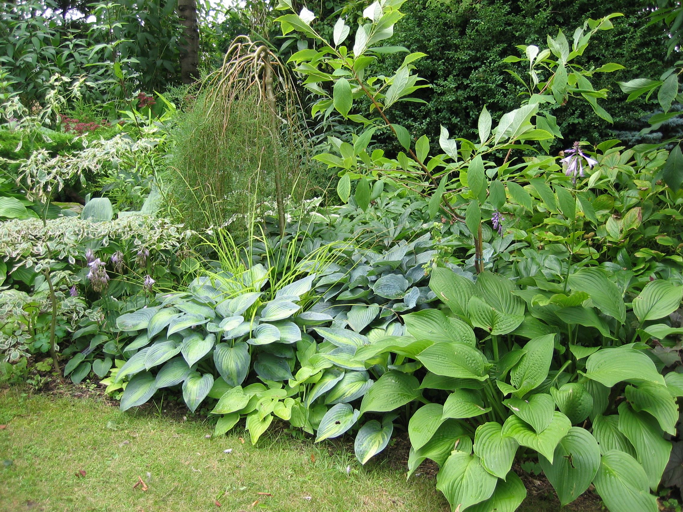 Rabatt i norrläge - FOR - Fritidsodlingens riksorganisation